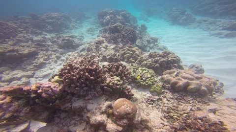 El Niño’s Warm Water Devastates Coral Reefs in Pacific Ocean | Ocean ...